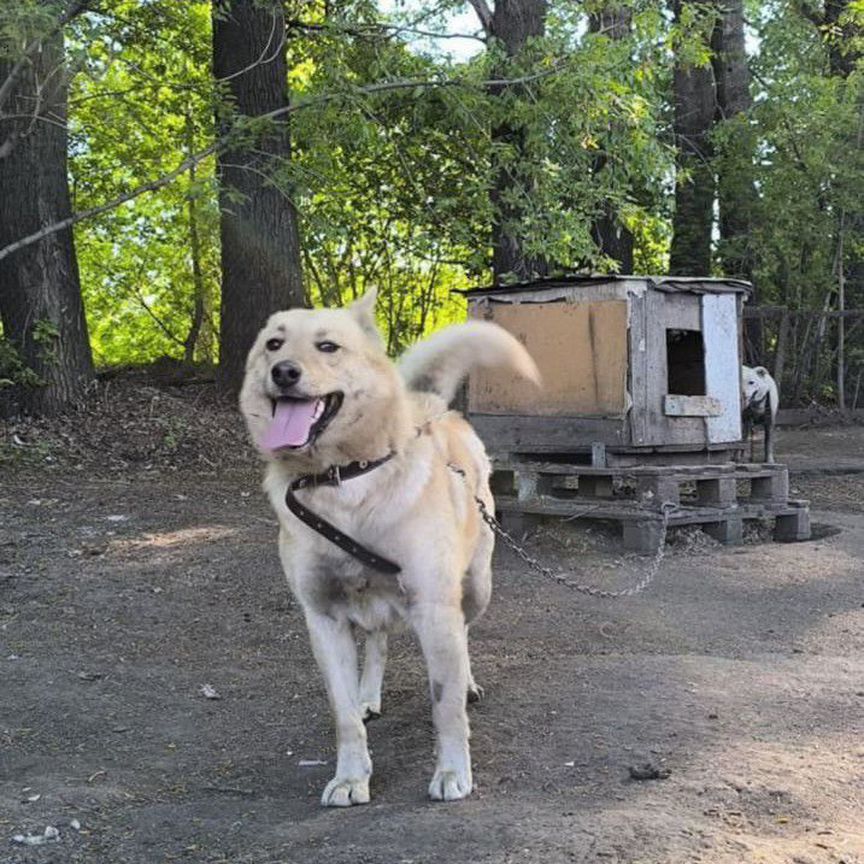 Собака в добрые руки
