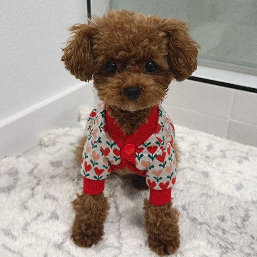 Той-пудель, щенок