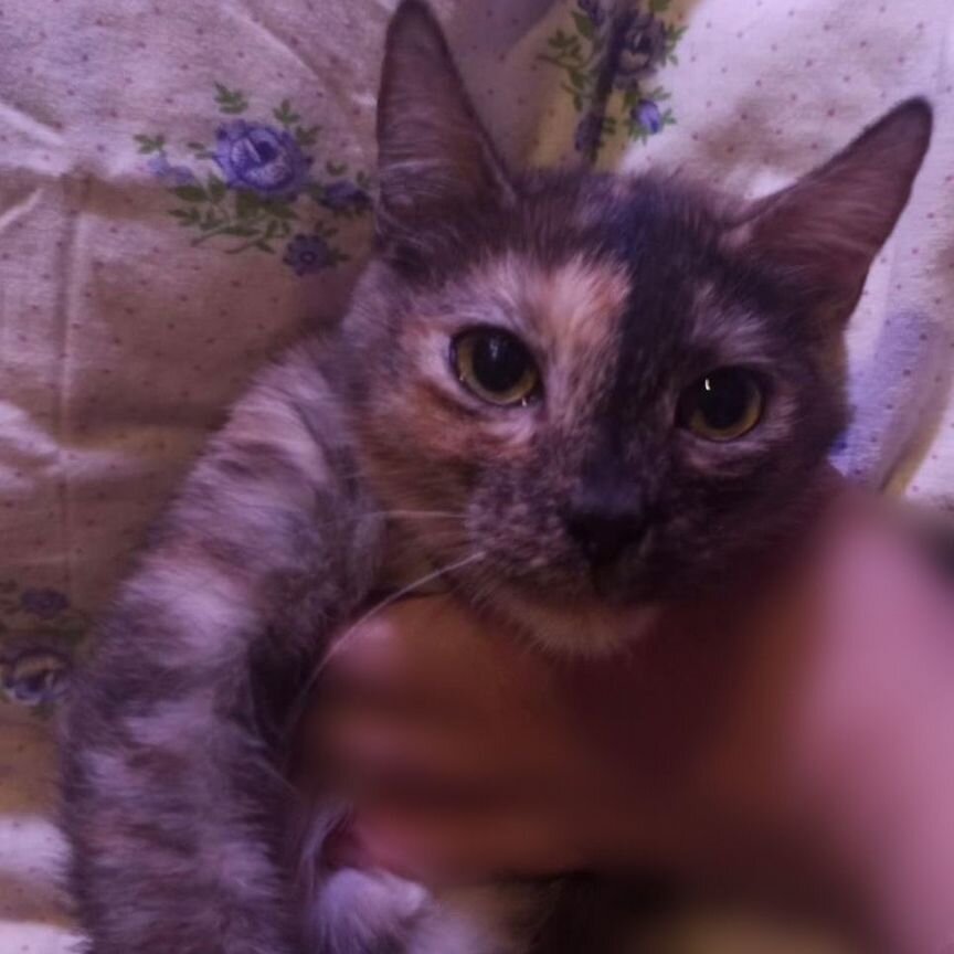 Котенок Ласкуша