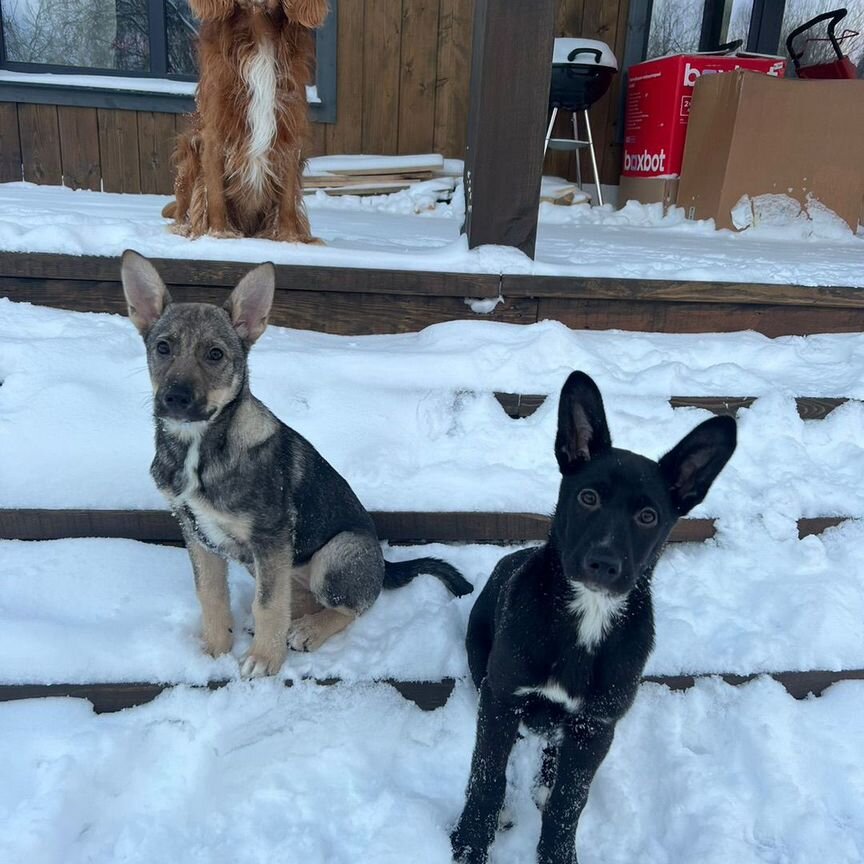 Щенки компаньоны