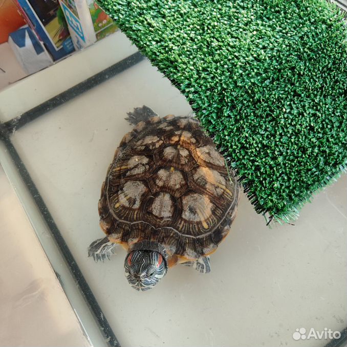 Красноухая черепаха с аквариумом