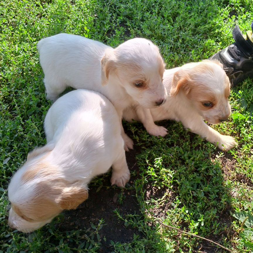 Продам щенят все девочки порода:спаныэль