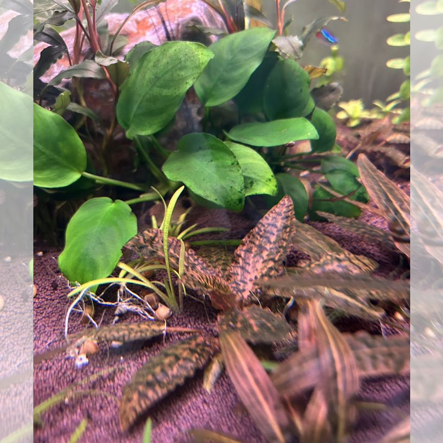 Криптокорина нури