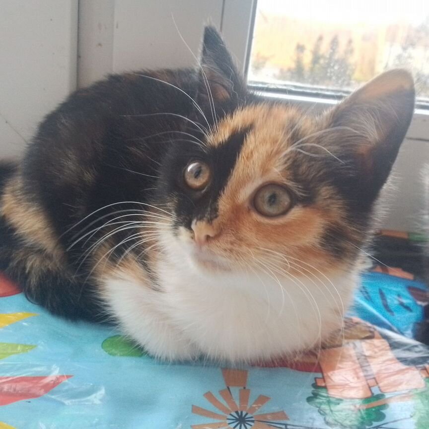 Британский короткошёрстный котёнок