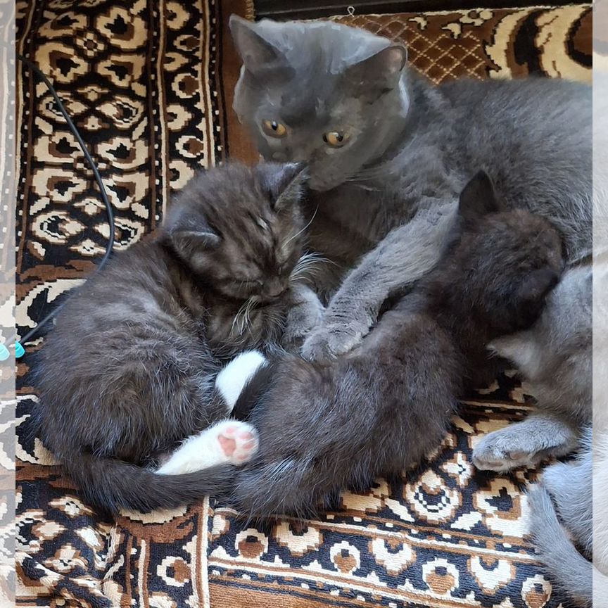 Котята в добрые руки мальчики