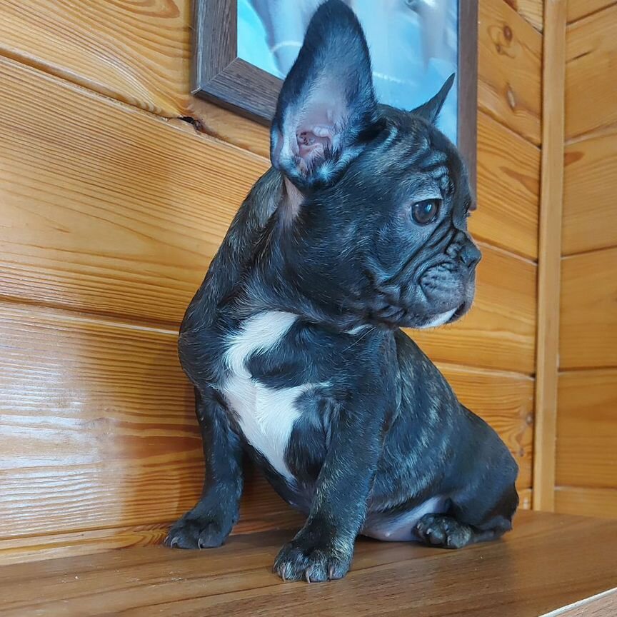 Французский бульдог, щенок