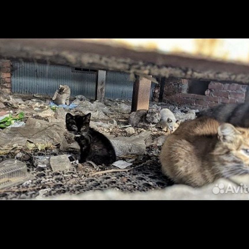 Котята погибают