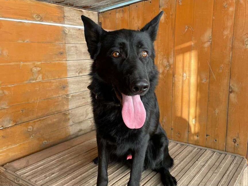 Собака для случки