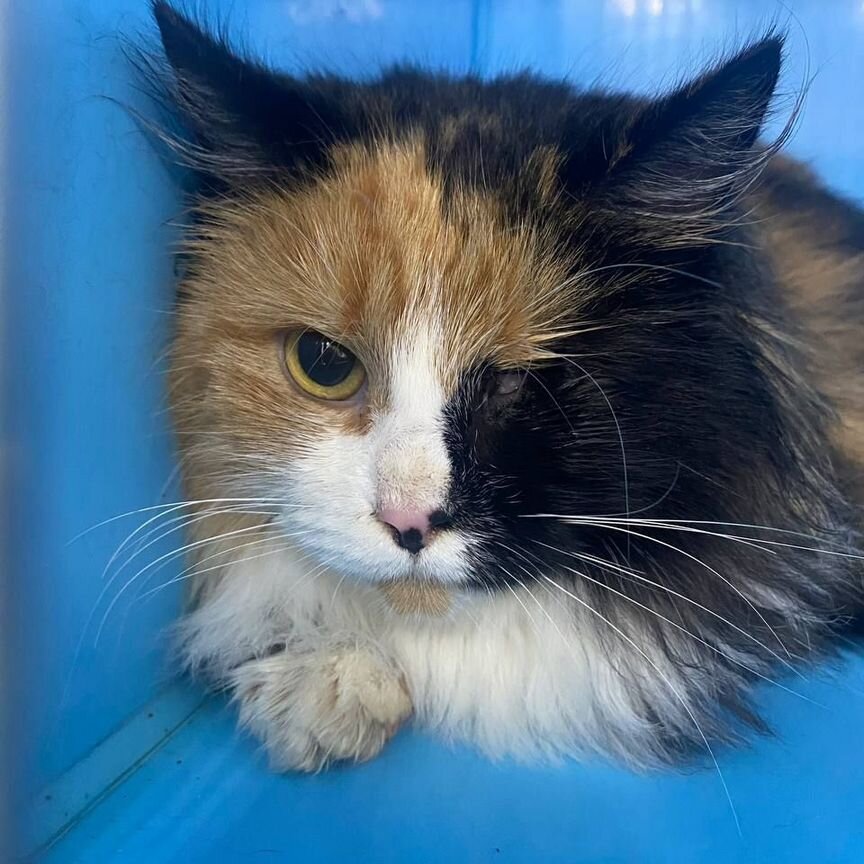 Одноглазая малышка Гуава вернётся на улицу.Шанс