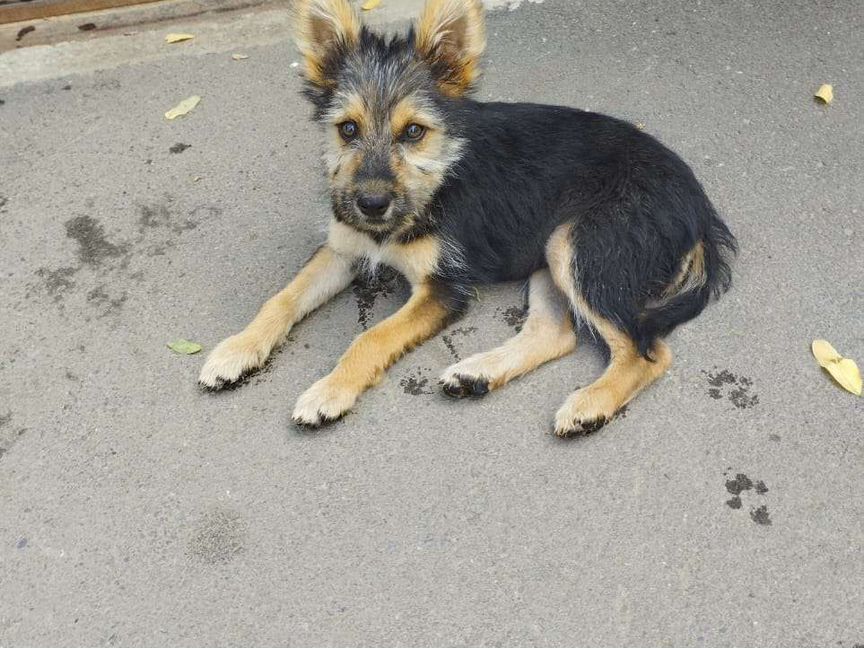 Щенок Фрида