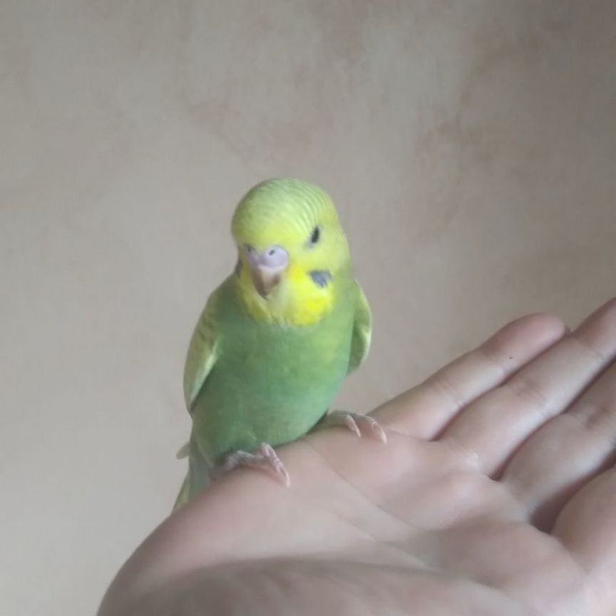 Птенцы волнистый попугай