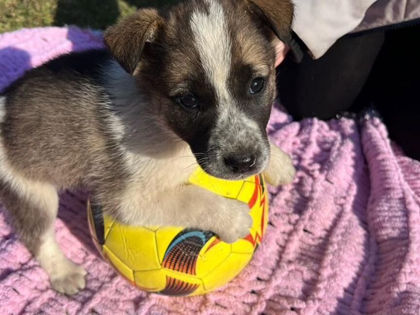 Щенки Бесплатно