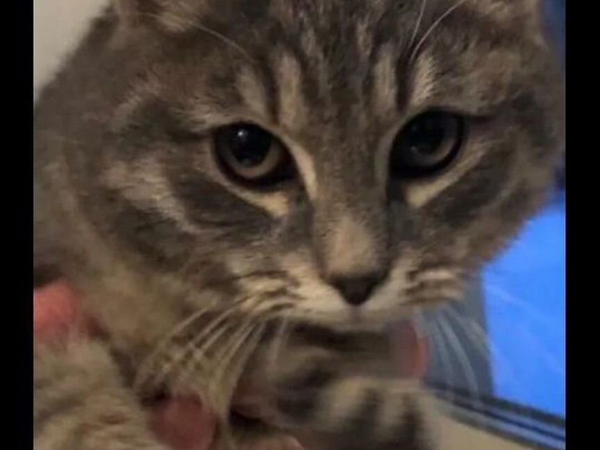 Котик в добрые руки