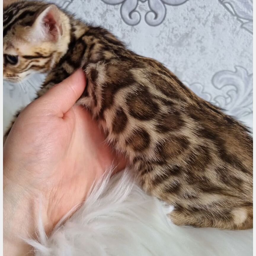 Бенгальские малыши