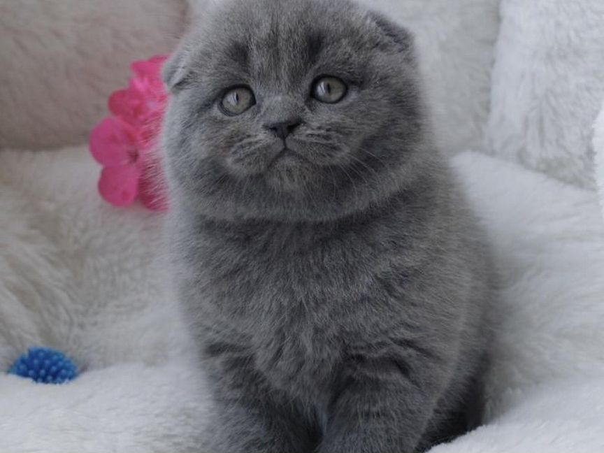Вислоухие голубые котята