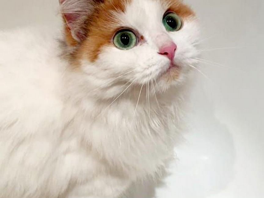 Кошка Софка ищет дом
