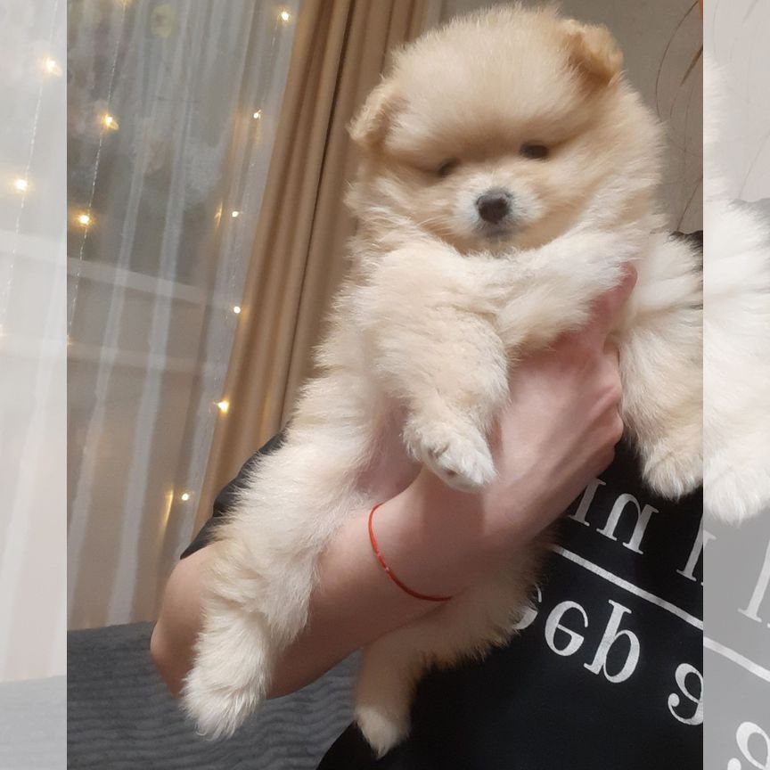 Щенок померанского шпица