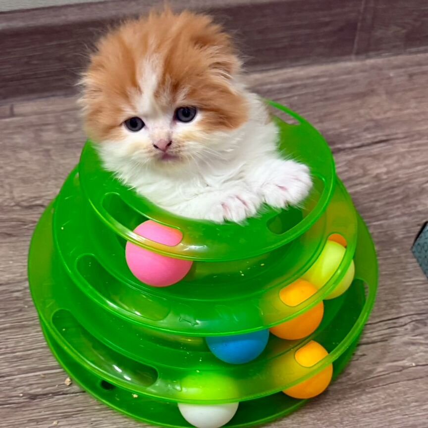 Котенок мальчик Хайленд фолд