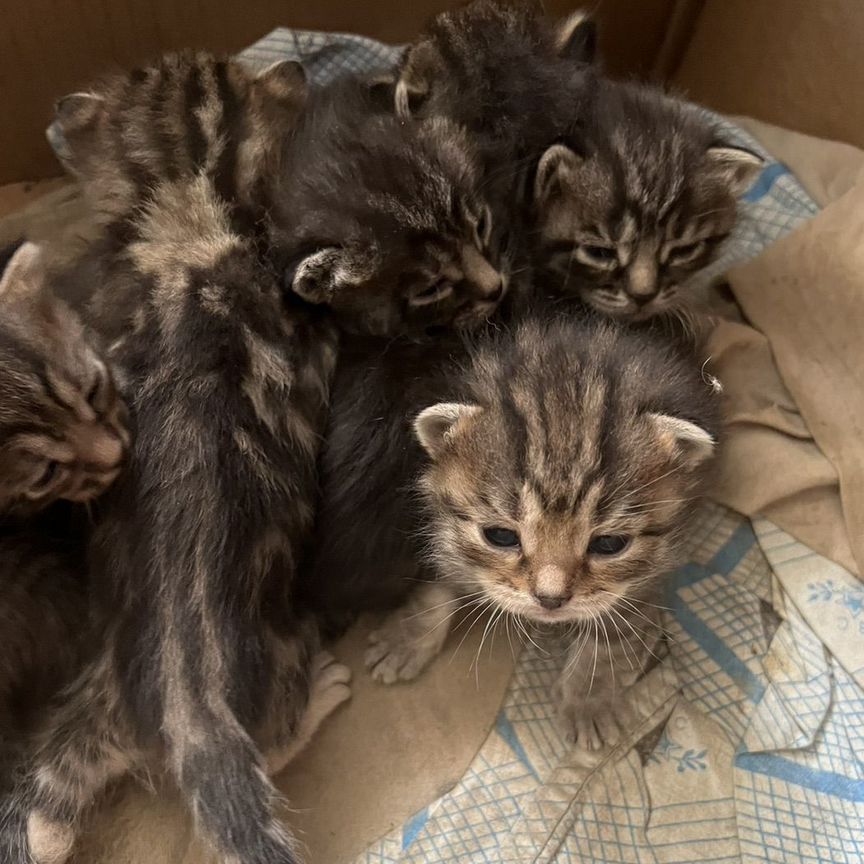 Шотландские котята