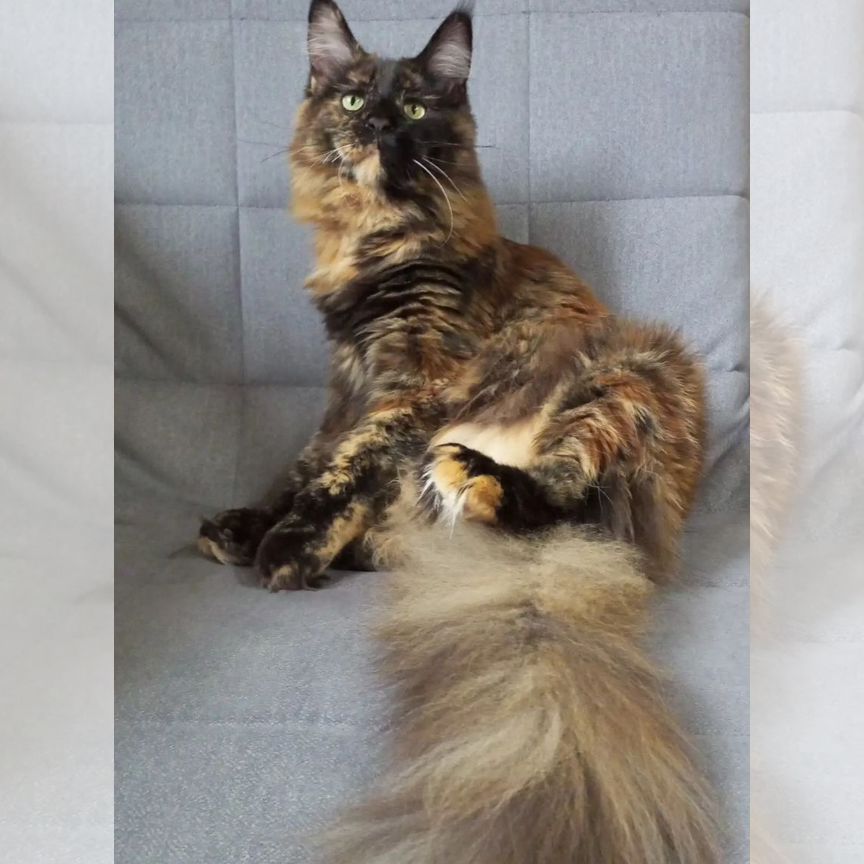 Мейн-кун, взрослая кошка