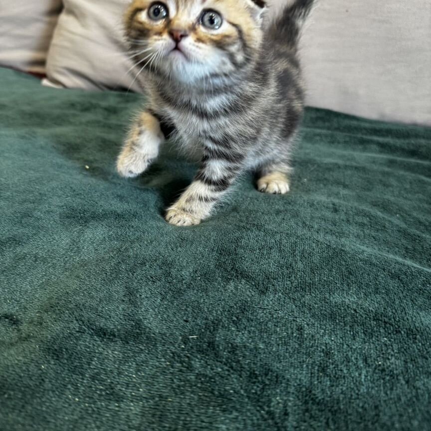 Шотландские котята