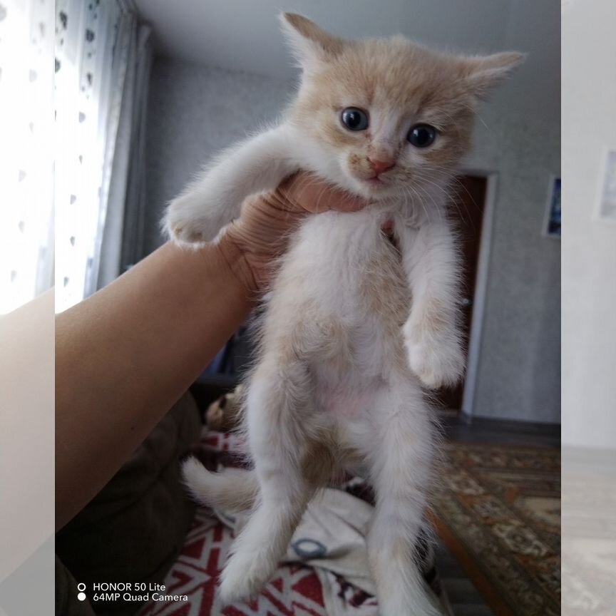 Котёнок в добрые руки