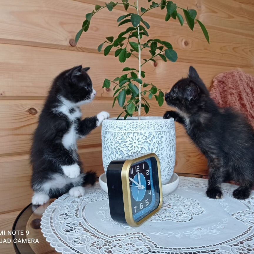 Отдаём в самые добрые и ответственные руки