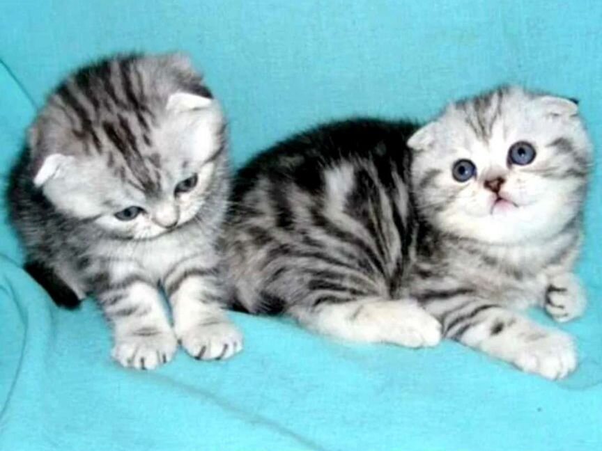 Вислоухие Плюшки) Мраморное Серебро