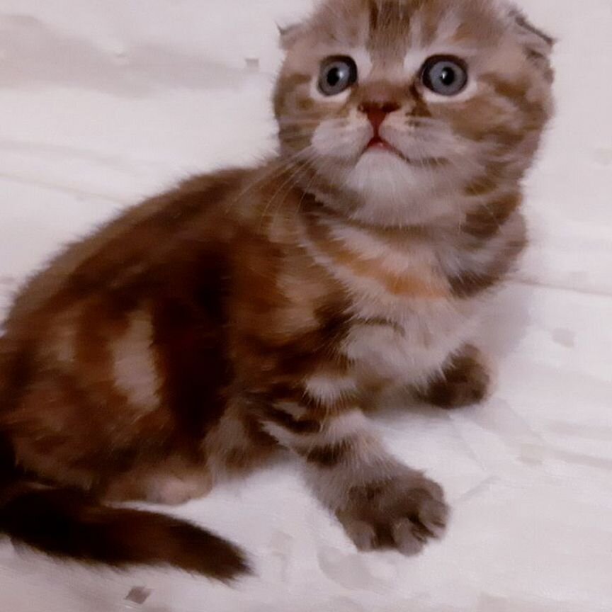 Шотландский вислоухий короткошёрстный котёнок