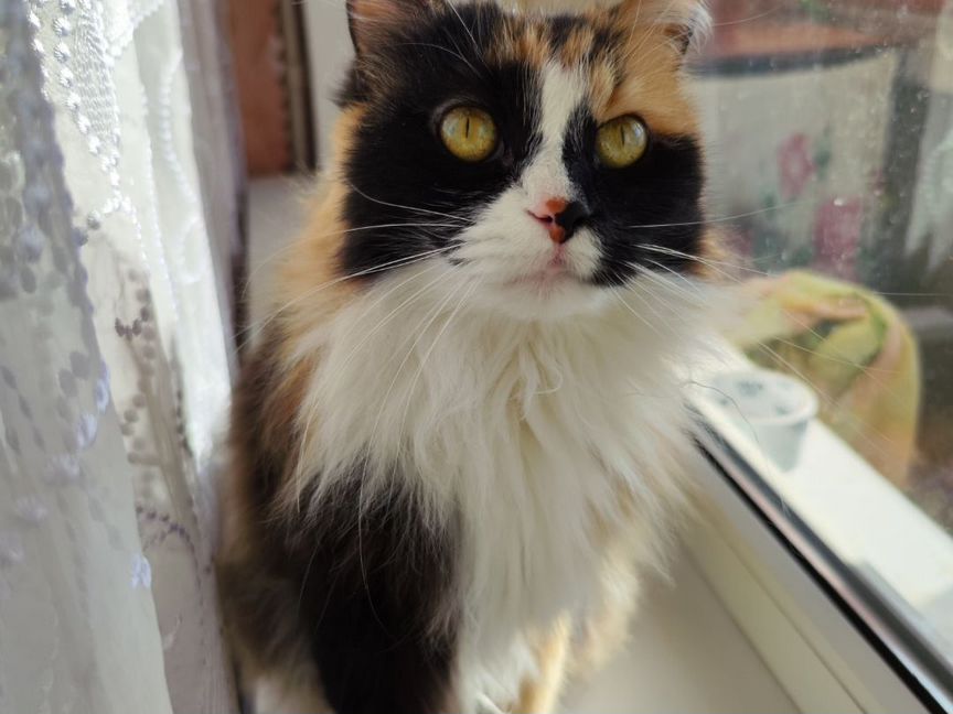 Кошка