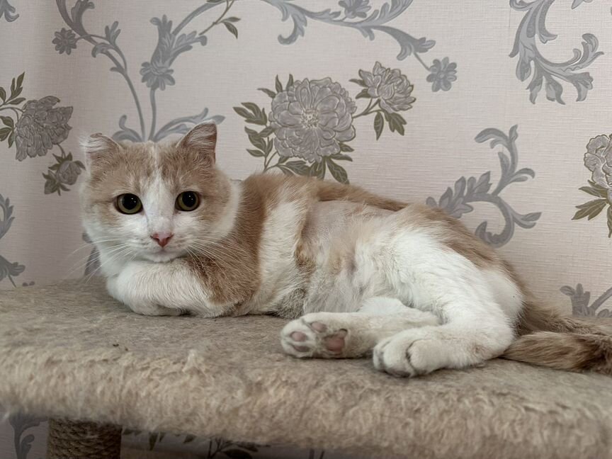 Кошка Люба в дар