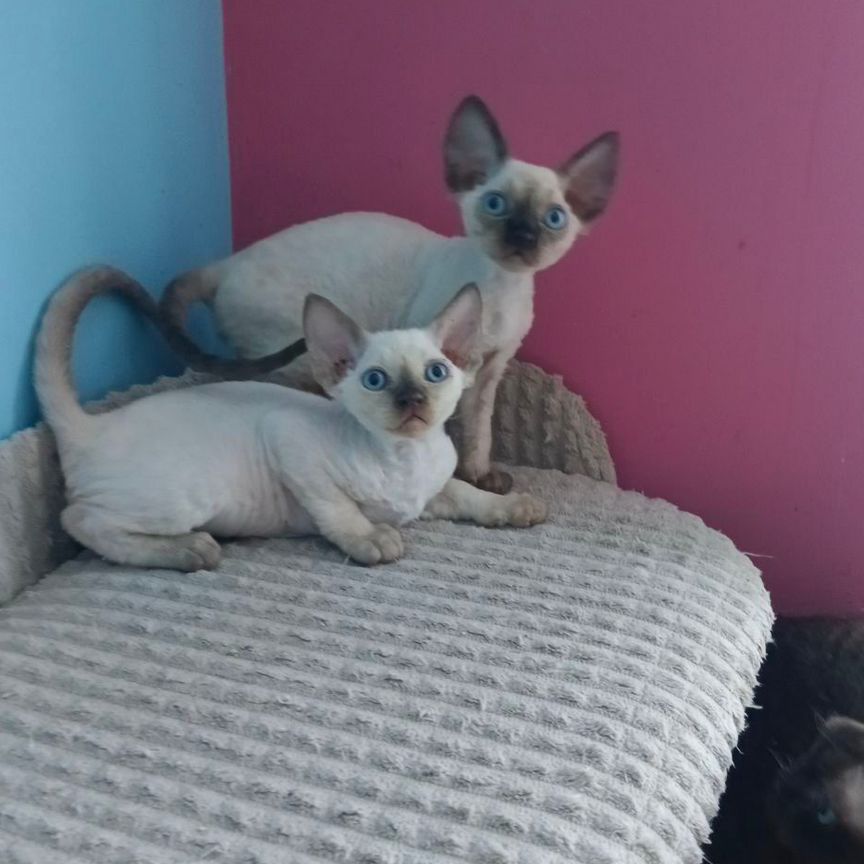 Девон-рекс котёнок