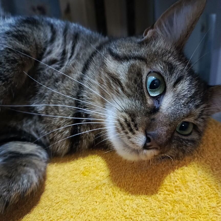 Кошки в добрые руки