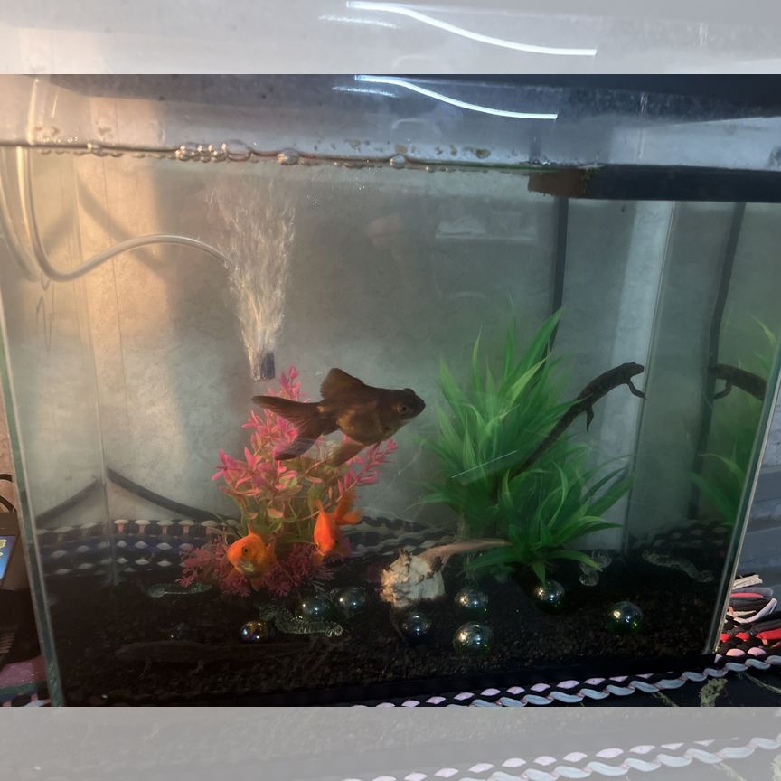 Аквариум с рыбками