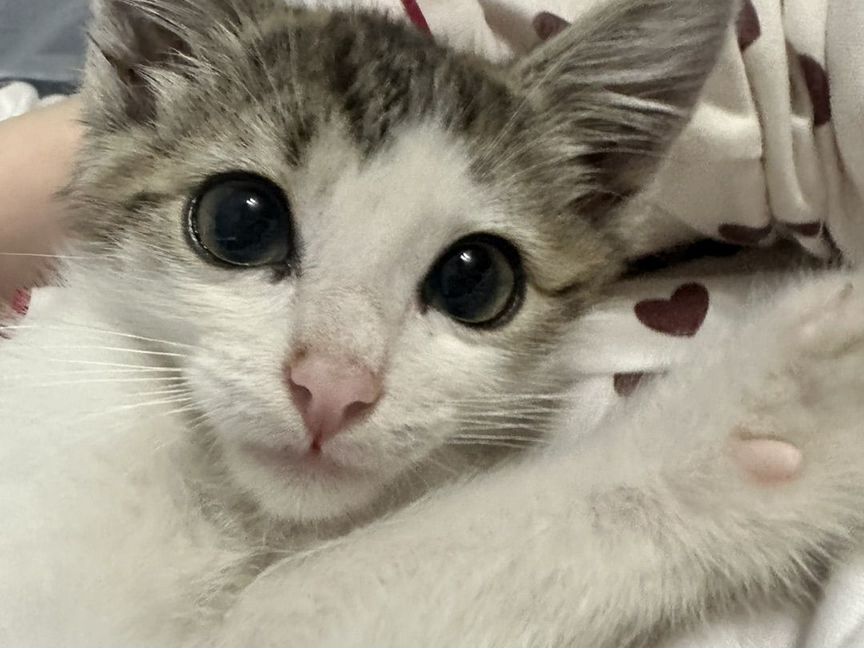 Котик афоня ищет дом