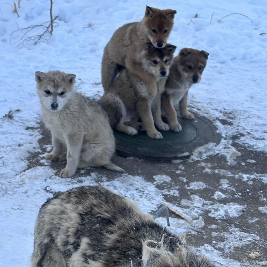 Щенок в добрые руки