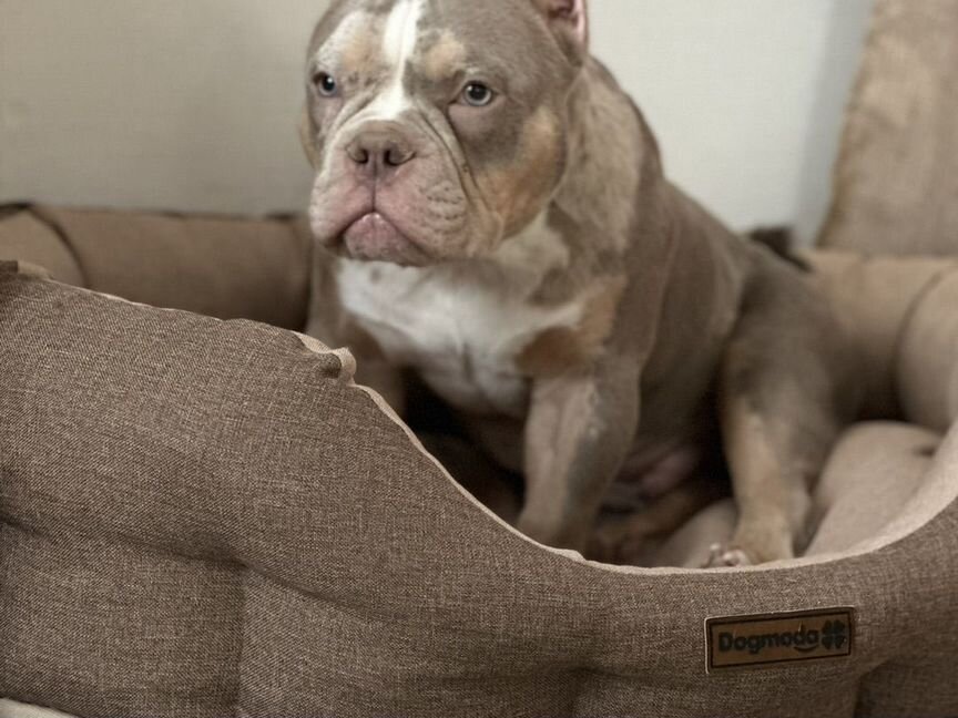 Американский булли