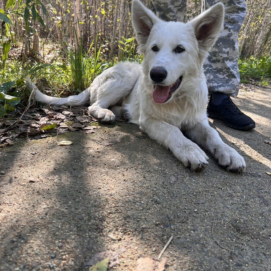 Щенок в добрые руки