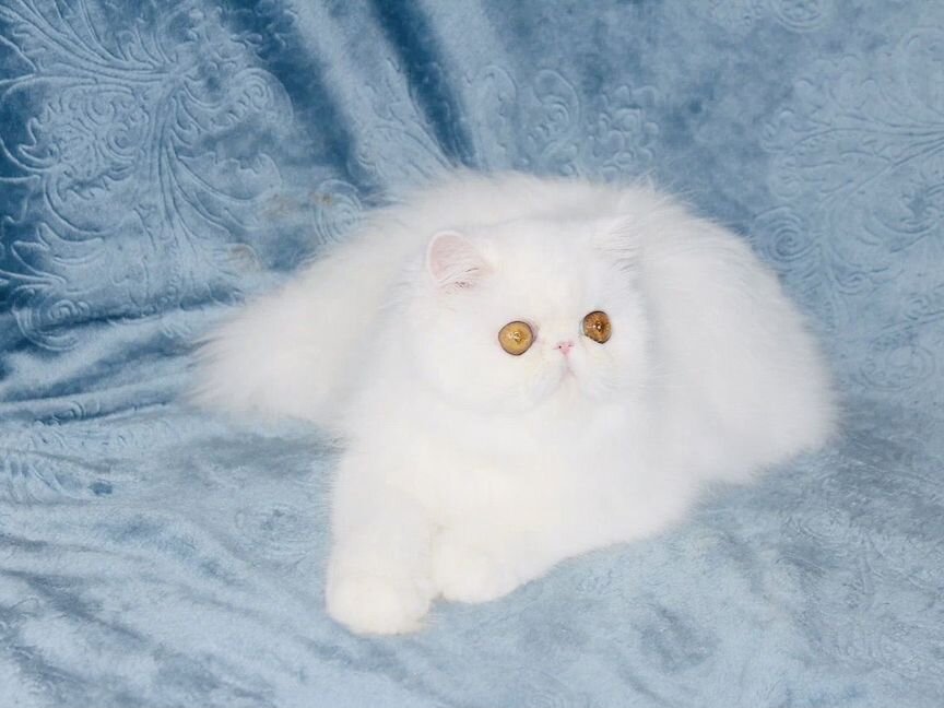 Персидская девочка