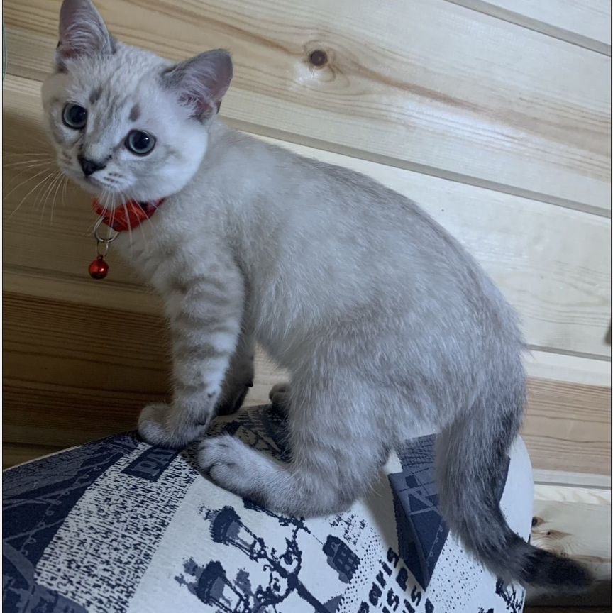 Шлейка и ошейник для кошки