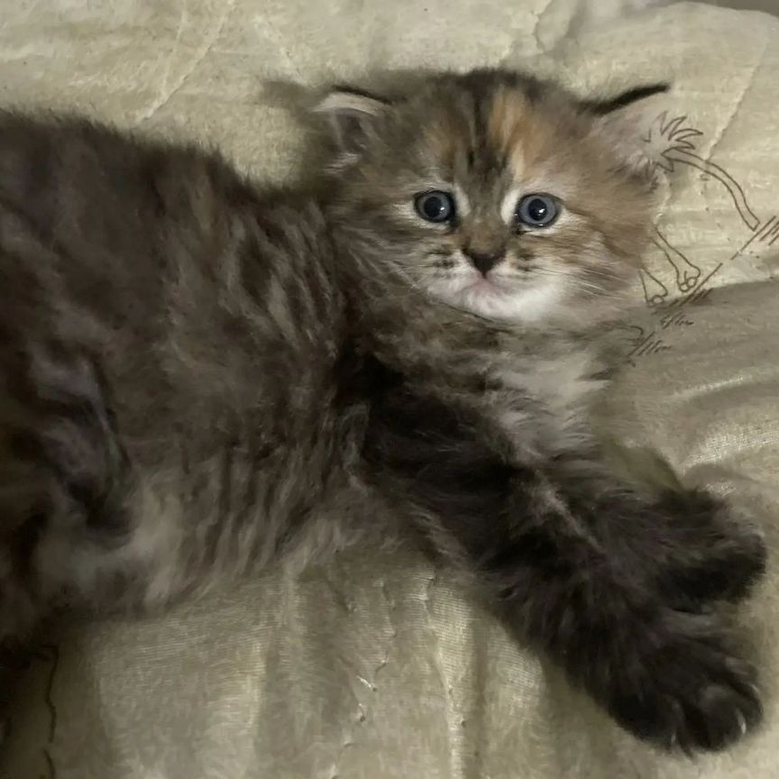 Котёнок в добрые руки