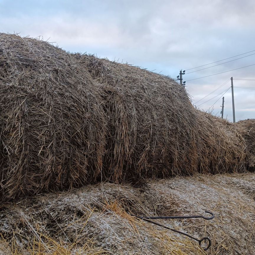 Салома и проса