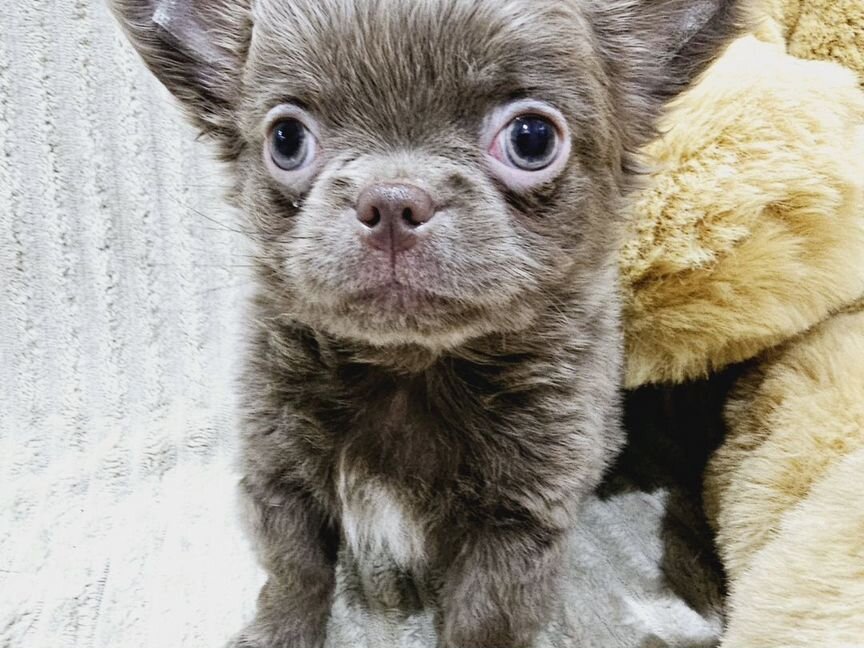 Щенки чихуахуа мальчик лиловый