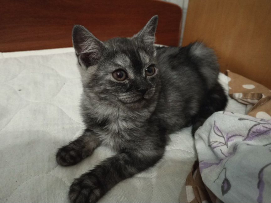 Котенок, мальчик, кот серый