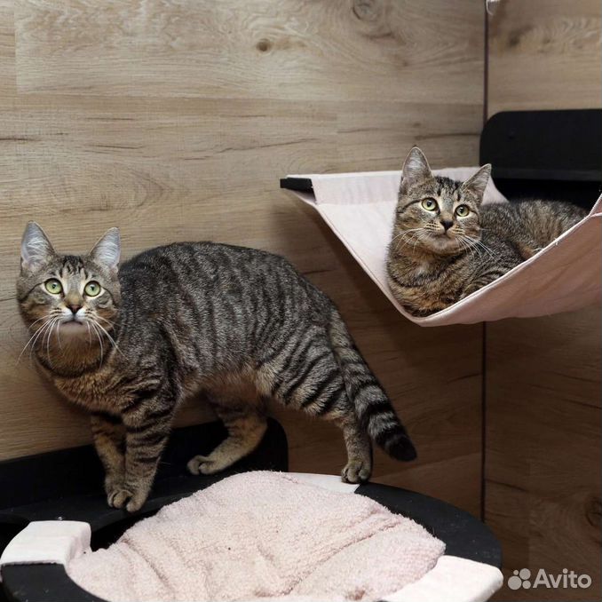 Котики братья 1,5 года