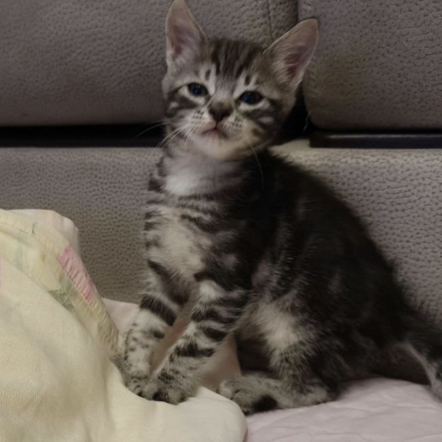 Котёнок в добрые руки