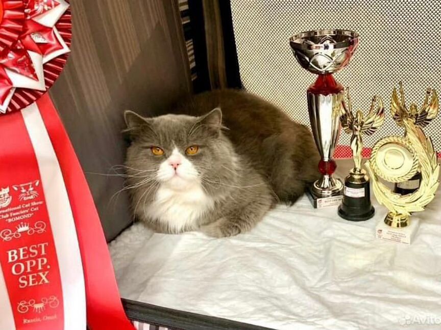 Британские котята