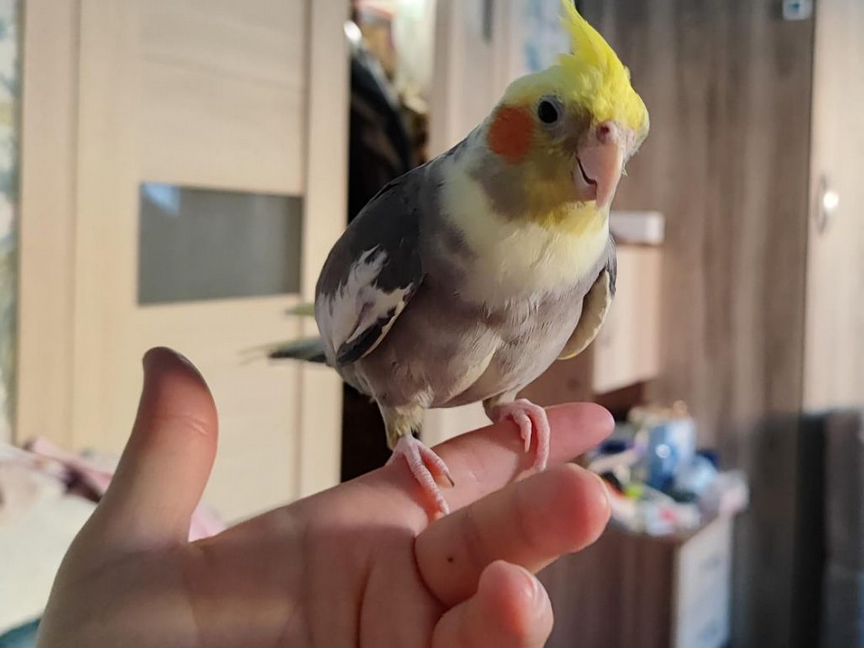 Попугай корелла самка