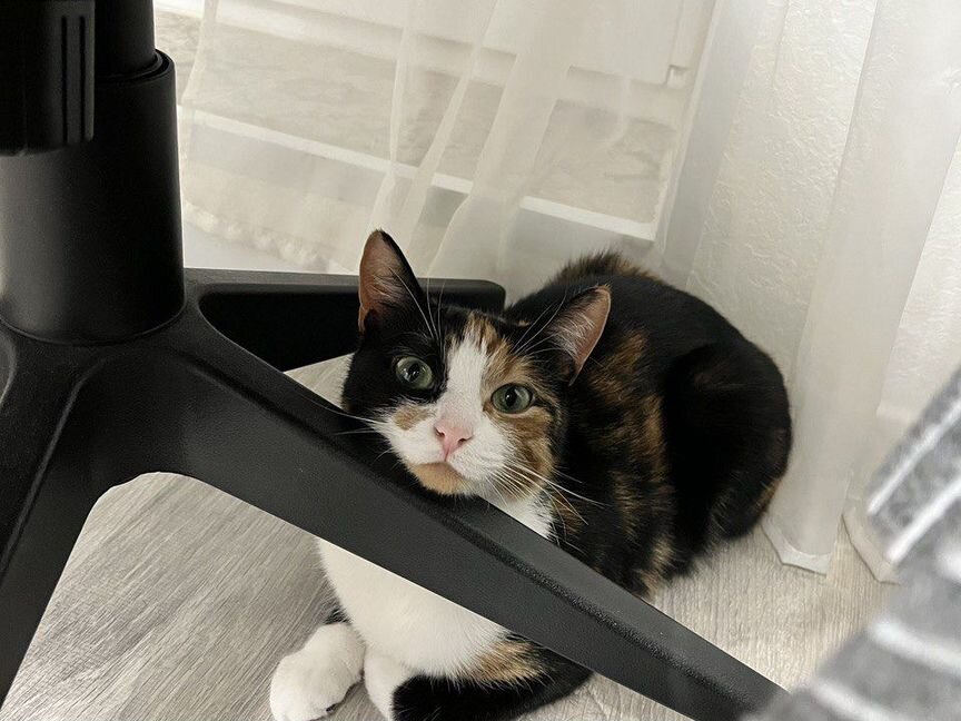 Трехцветная кошка