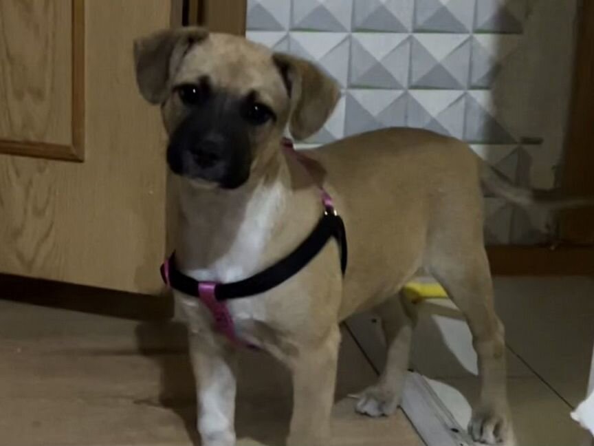 Щенок Барри в добрые руки дар